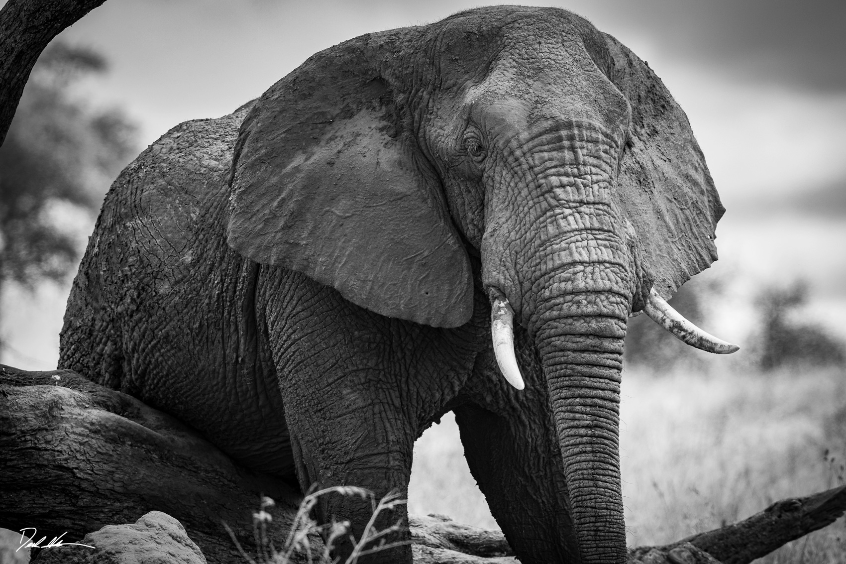 Store Gallery | Derek Nielsen Photography